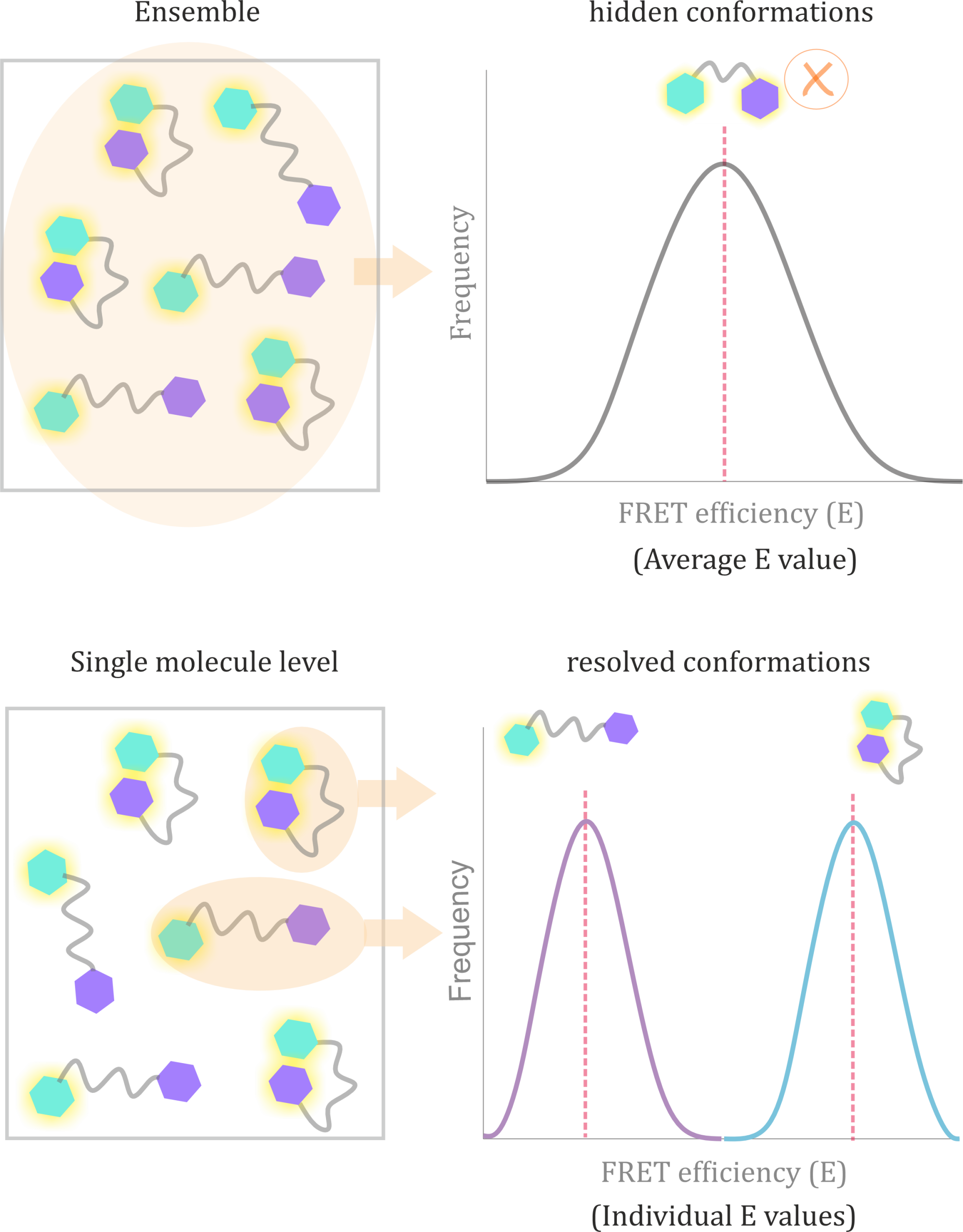 Single-molecule FRET (smFRET) | Exciting Instruments